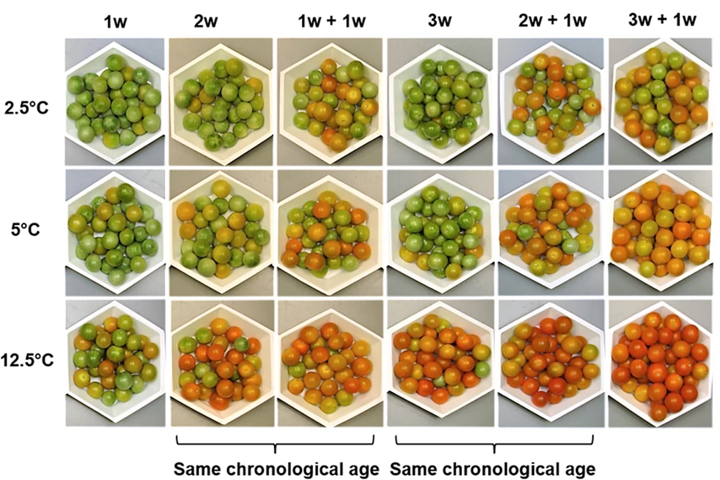 Beckles examines how early harvest, storage affect tomatoes ...
