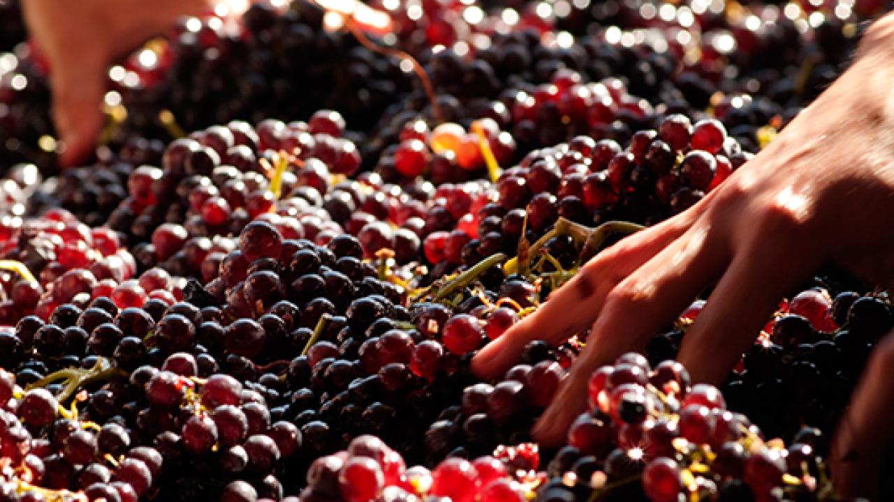 Viticulture and Enology | College of Agricultural and Environmental ...