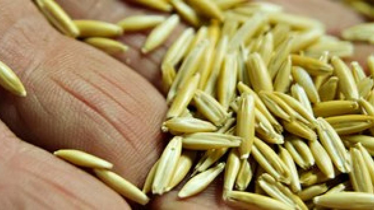 Foundation Seed Program | College of Agricultural and Environmental ...