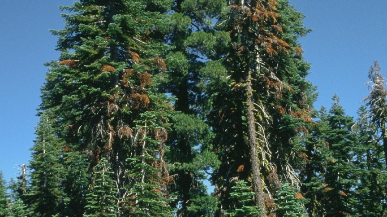 Drought puts California forests at increased risk | College of ...