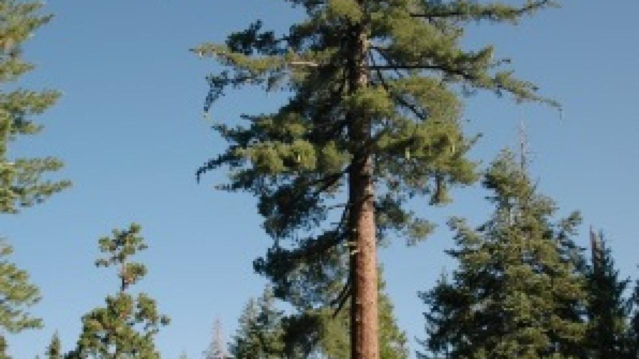 Saving sugar pines, the 'king of the conifers' | College of ...