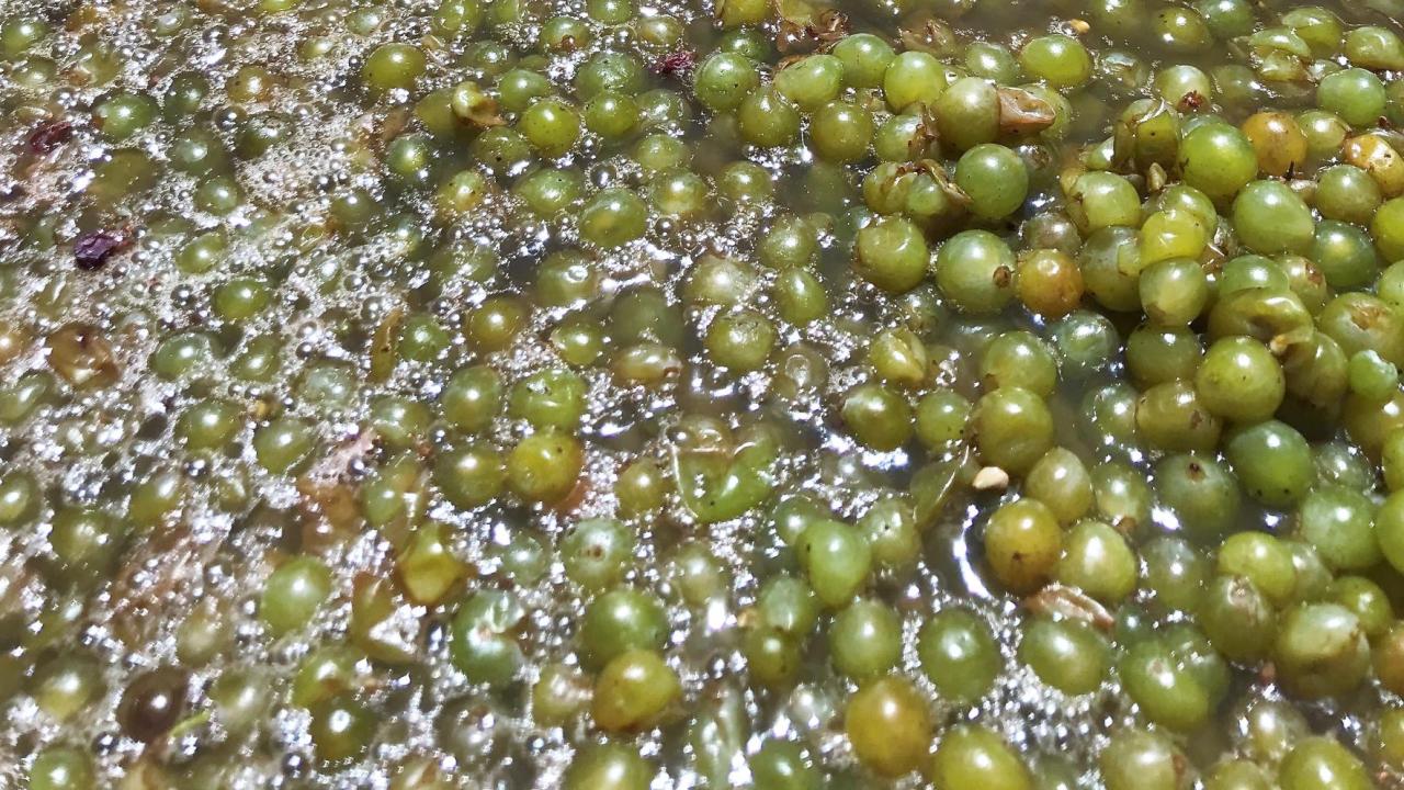 Chardonnay Marc: A ‘Trifecta’ of Health, Taste and Sustainability ...