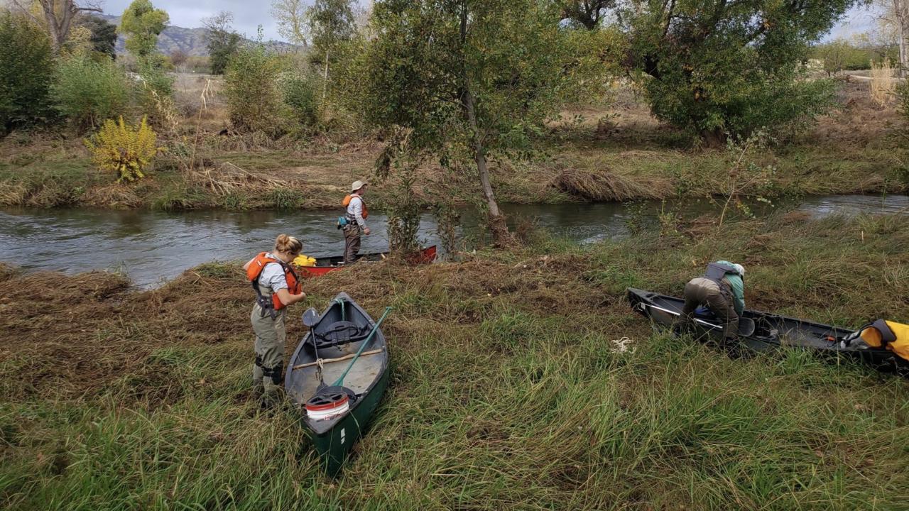 Restored Stream Supports New Wild Salmon Run | College of Agricultural ...