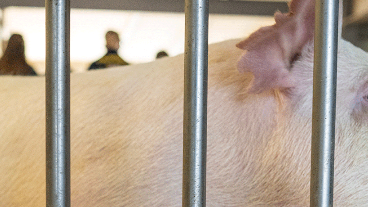 Swine Teaching and Research Center | College of Agricultural and ...
