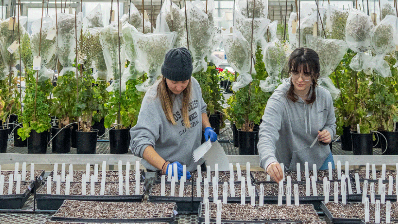 Plant Sciences | College of Agricultural and Environmental Sciences