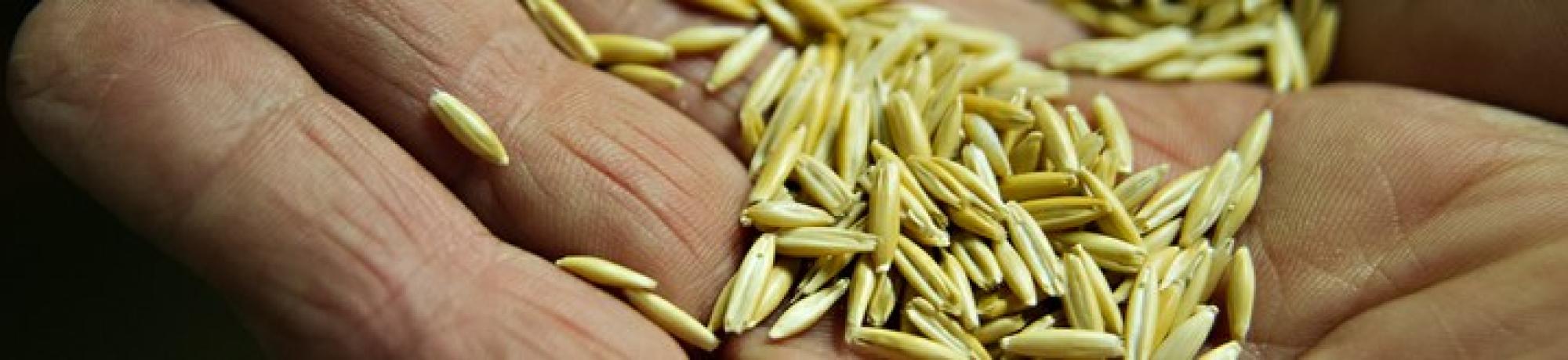 Foundation Seed Program | College of Agricultural and Environmental ...